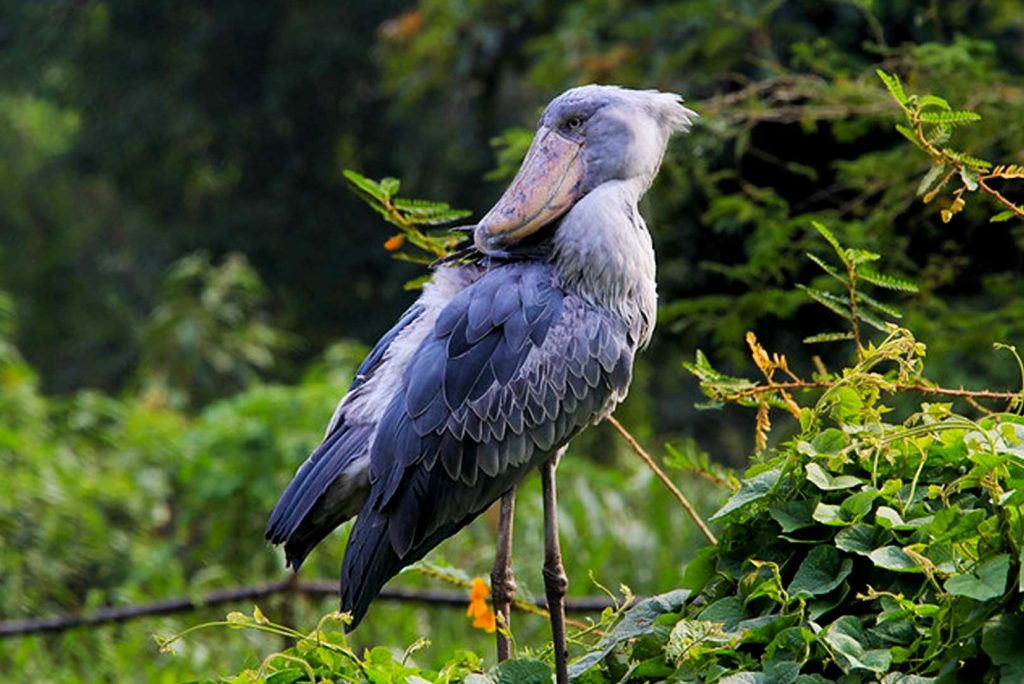 Shoebill Stork; lifespan, Where to see the Shoebill stork